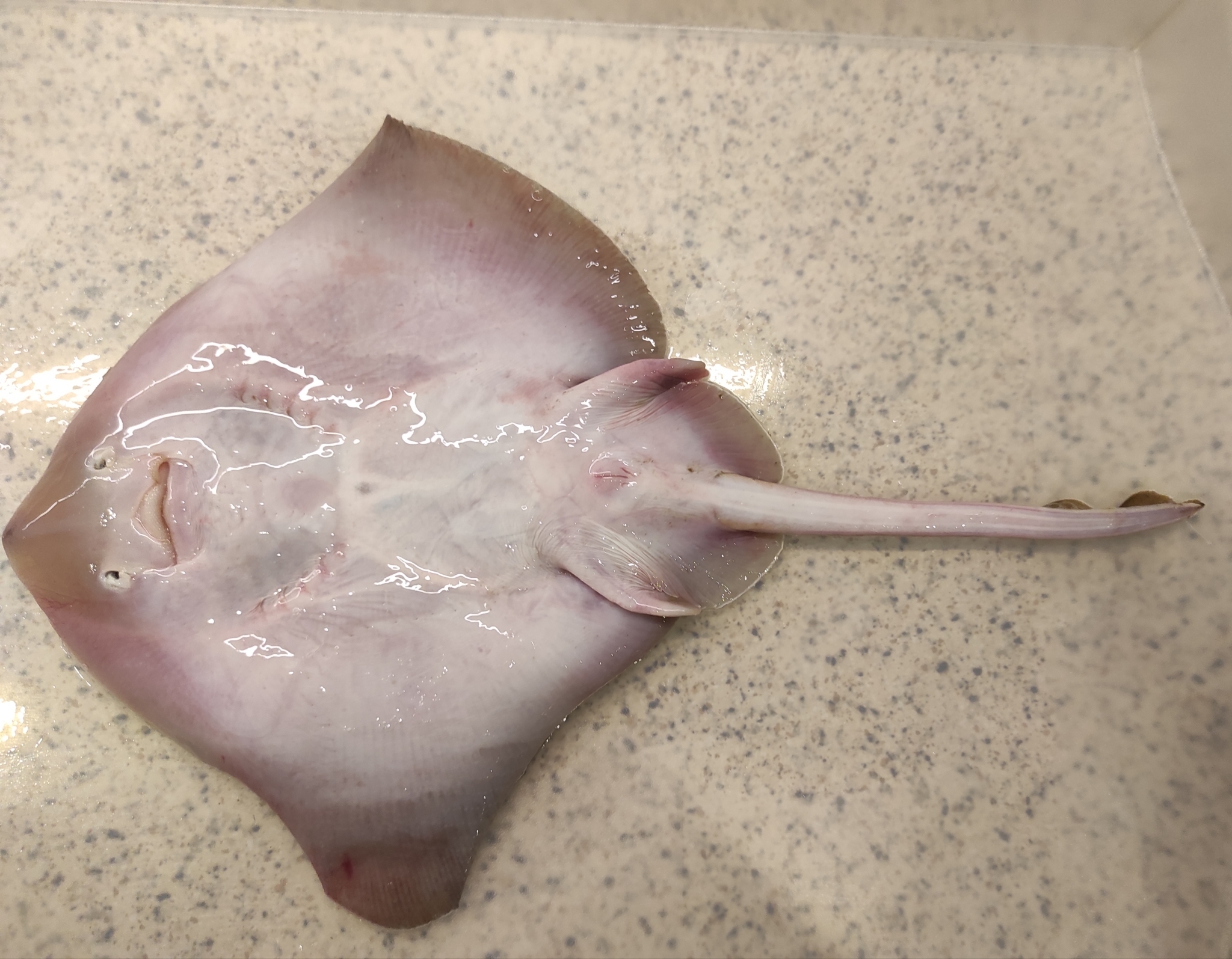 Raja radula Delaroche, 1809