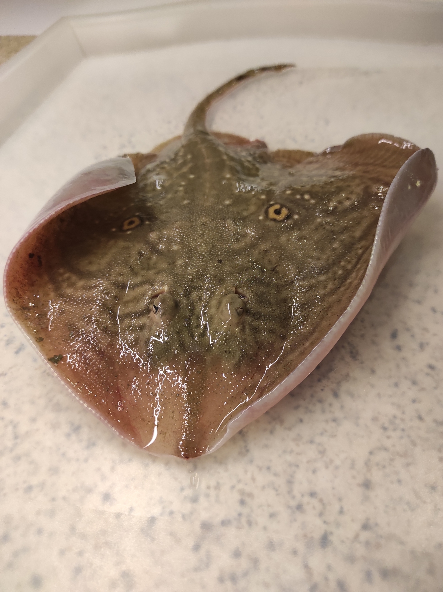 Raja radula Delaroche, 1809