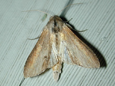 Asteroid Moth from Bedford Audubon Society, Katonah, NY, USA on August ...