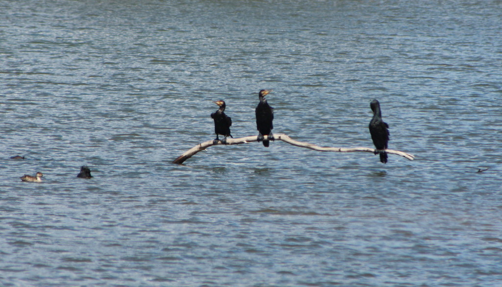 Australasian Great Cormorant from Murtoa VIC 3390, Australia on January ...