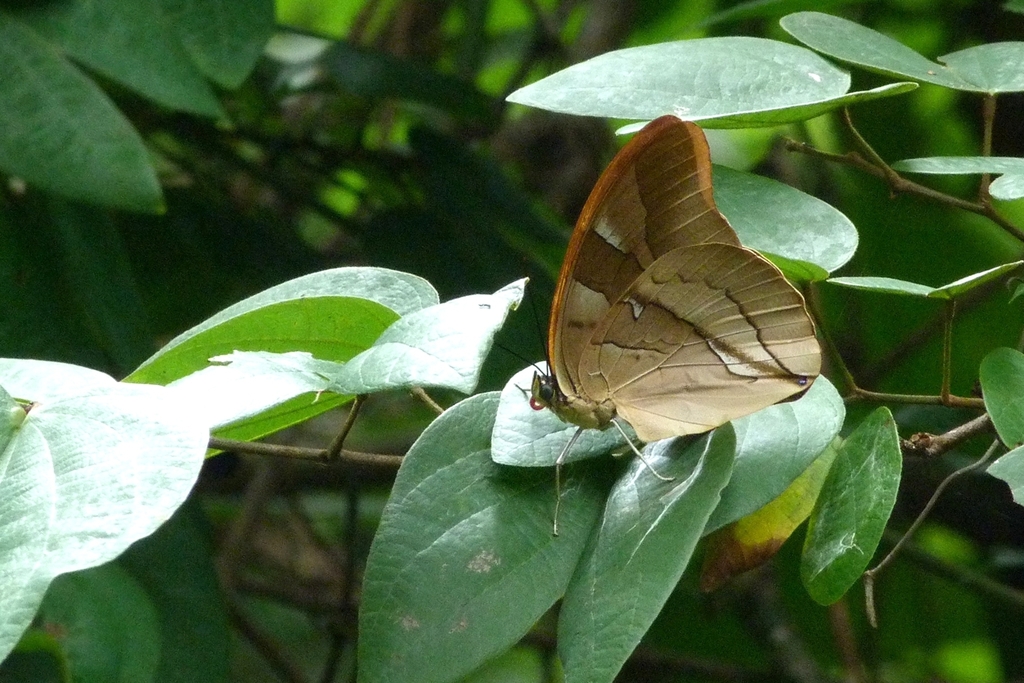 Archaeoprepona chalciope (Borboletas de Rio Claro, SP/Butterflies of ...
