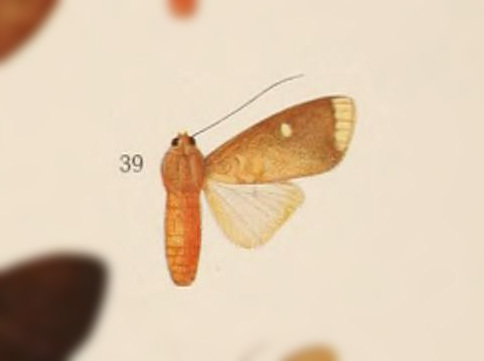 Melese hebetis · iNaturalist