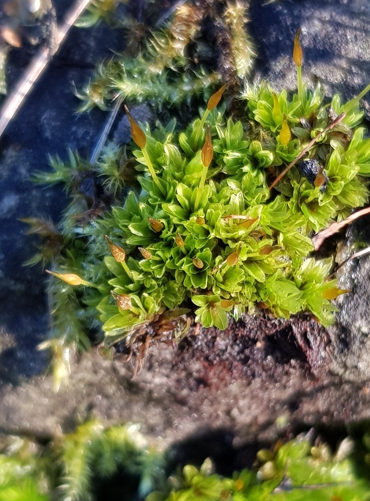 Awl-leaved Screw-moss (Tortula subulata) - Botanical Realm