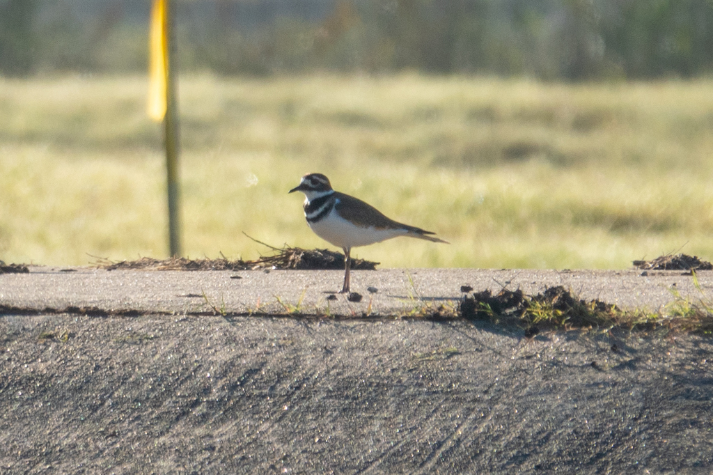 Killdeer from Seabourne Creek Nature Park, Rosenberg, TX, USA on ...
