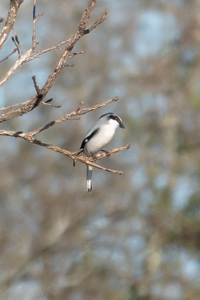Loggerhead Shrike from Seabourne Creek Nature Park, Rosenberg, TX, USA ...