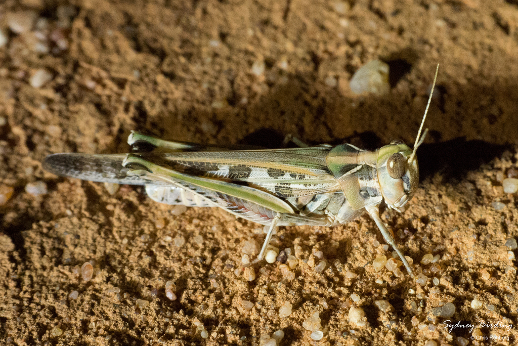 Australian Plague Locust from Quinyambie SA 5440, Australia on December ...