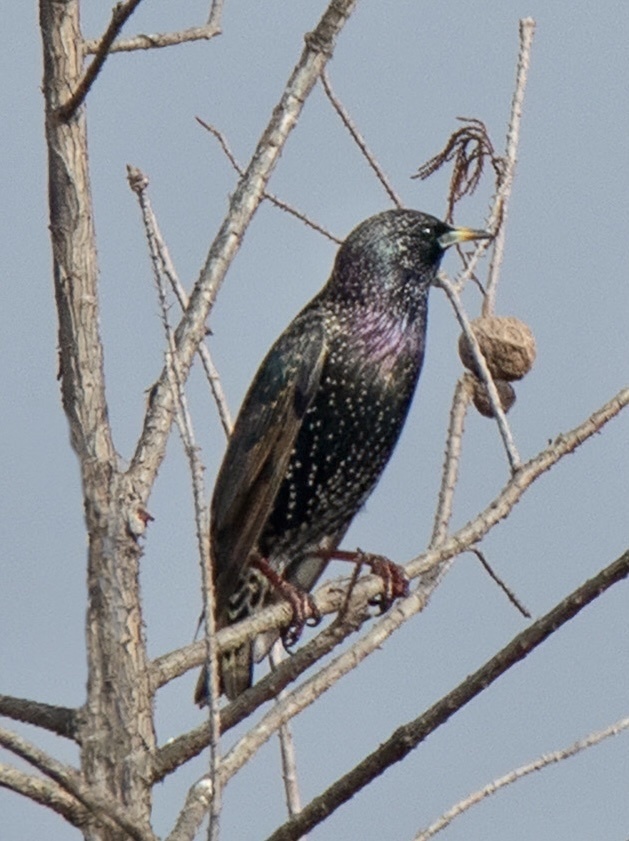European Starling from Kite Dr E, Kerrville, TX, US on December 24 ...