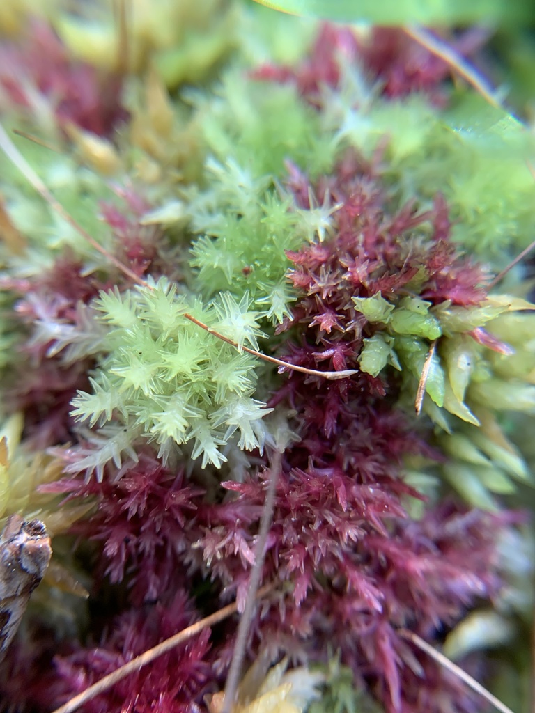 Blushing Peat Moss (Sphagnum molle) - Botanical Realm