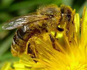 Western Honey Bee from Valjevo, Serbia on April 14, 2007 by alderash ...