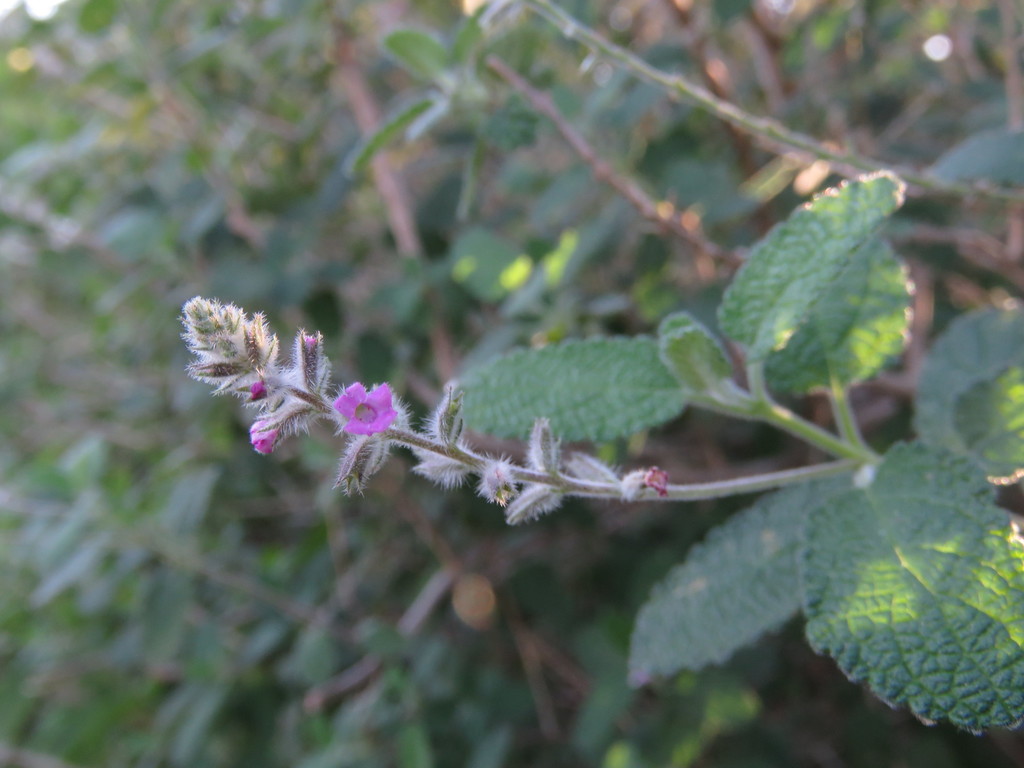 Sweet Stem from McAllen Nature Center on January 5, 2022 at 06:11 PM by ...
