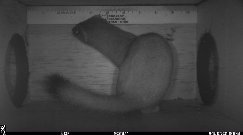 Long-tailed Weasel from Washington Township, OH, USA on December 17 ...