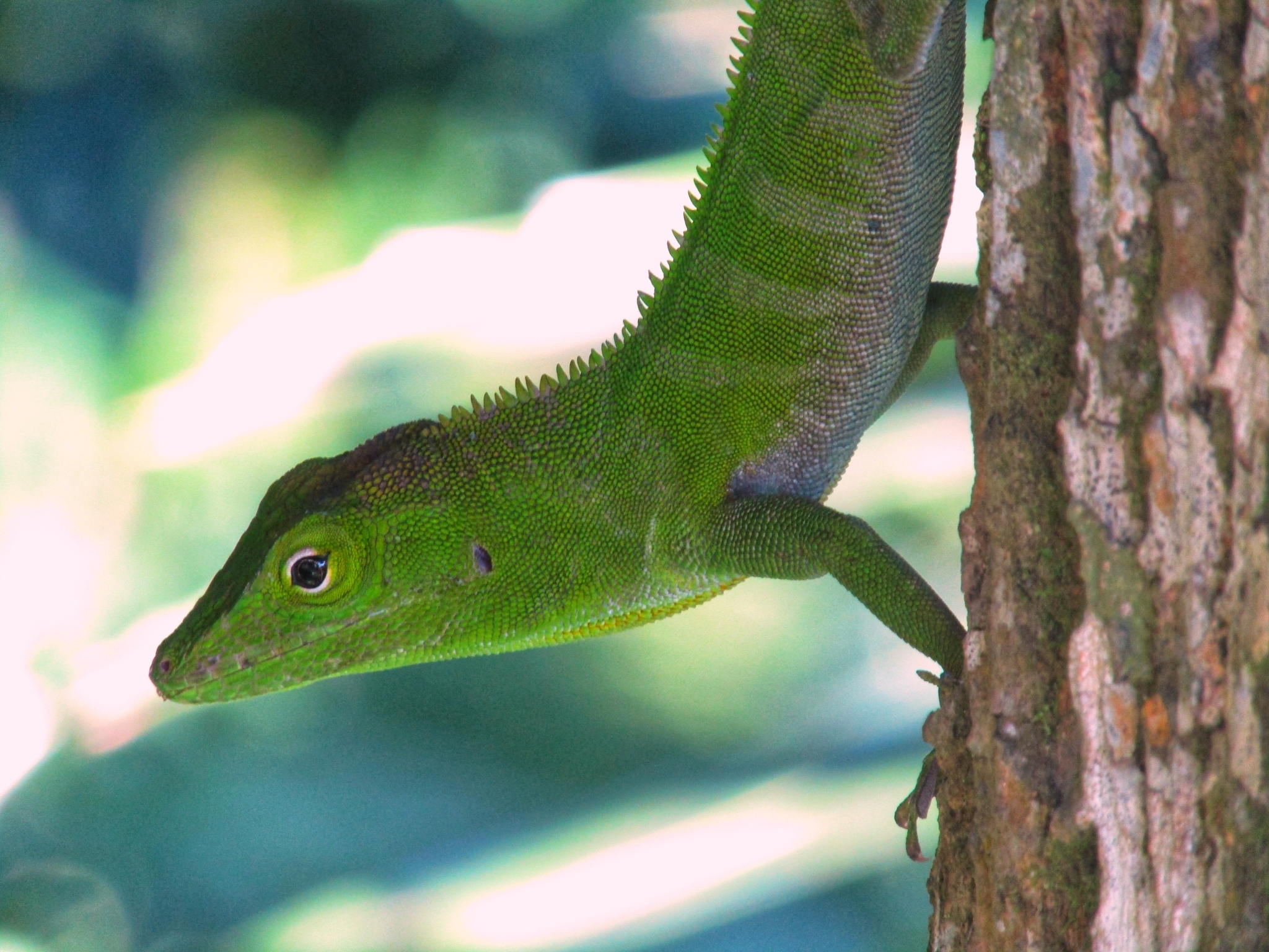 Anolis garmani Stejneger, 1899