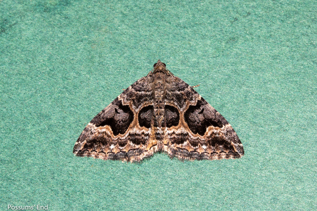 Dark-banded Carpet Moth from Portobello, Dunedin, New Zealand on ...
