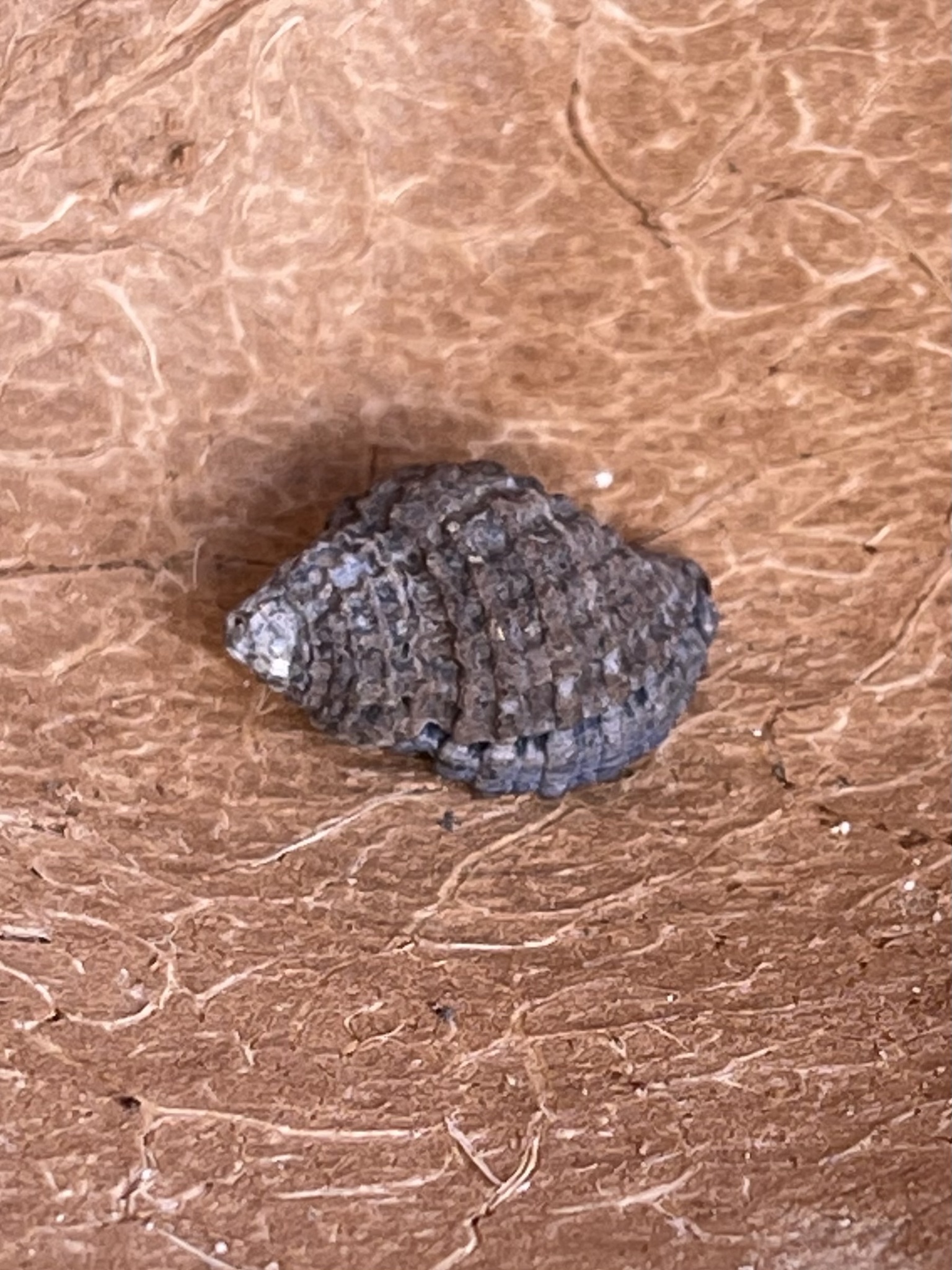 Neothais harpa (Conrad, 1837)