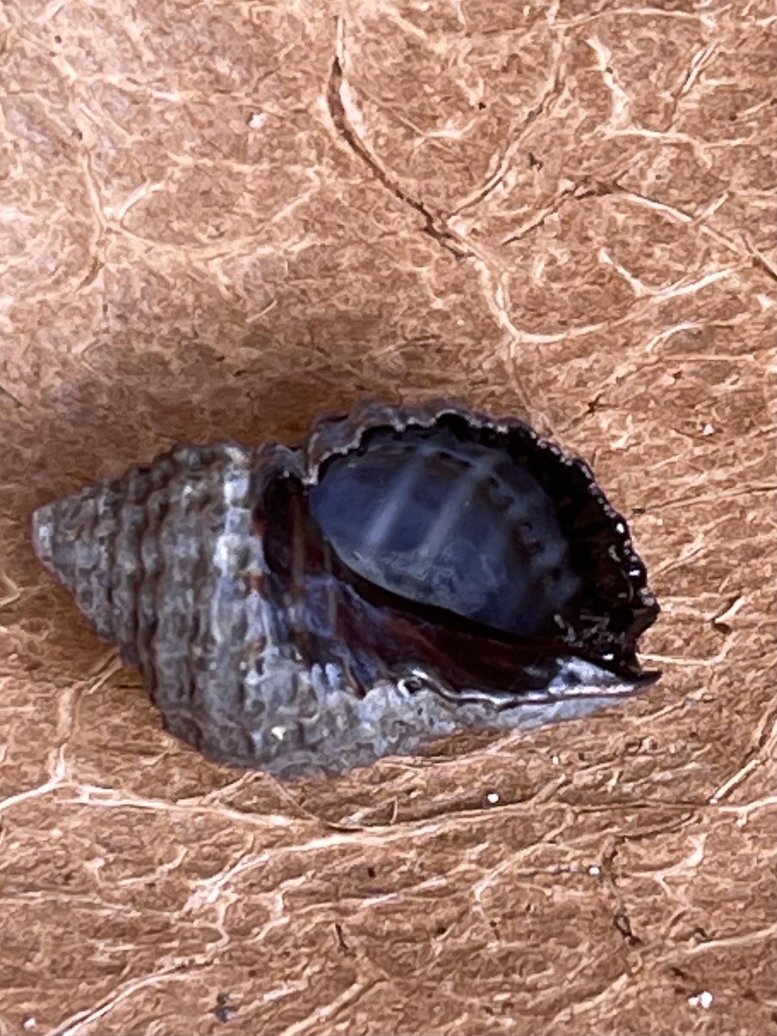 Neothais harpa (Conrad, 1837)