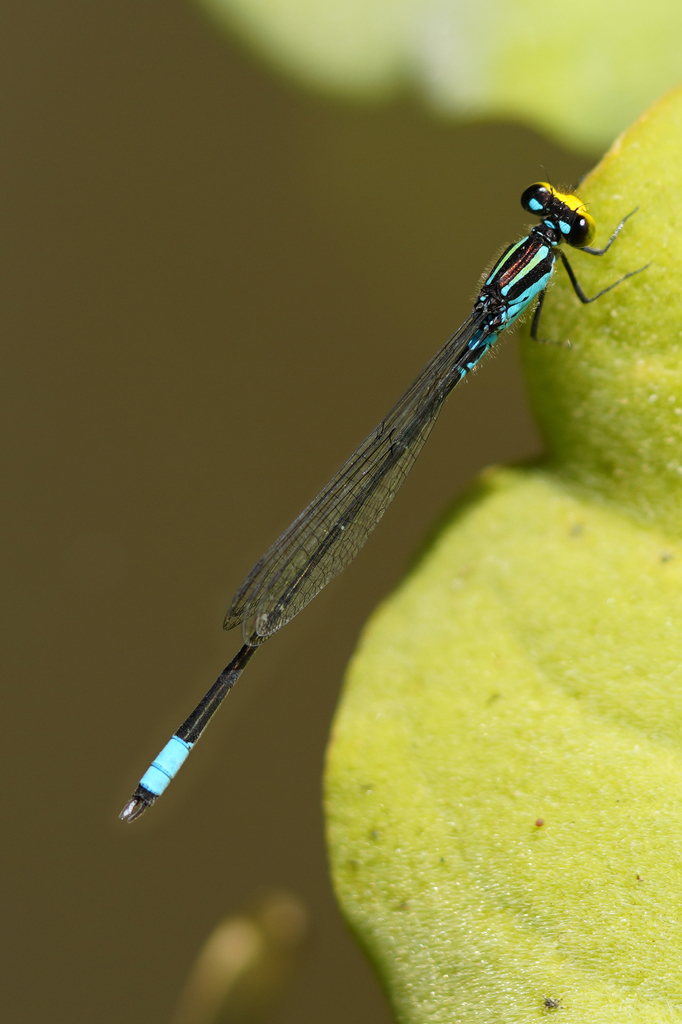Caballito de cara amarilla mexicano (Libélulas de Petén) · iNaturalist