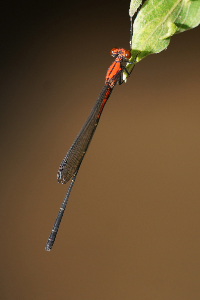 Amelia's Threadtail (Odonata of Belize) · iNaturalist