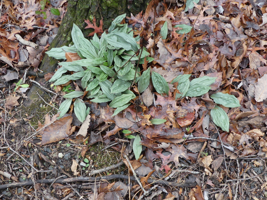 putty root from Frederick County, US-MD, US on January 2, 2022 at 10:52 ...