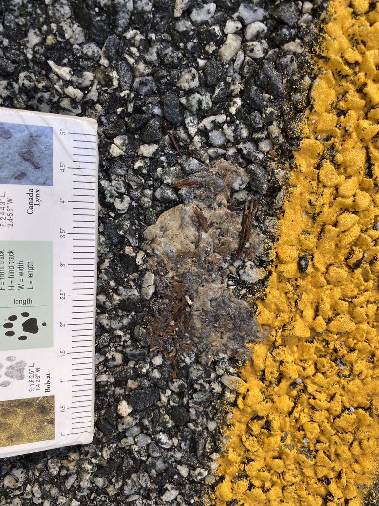 Pacific Newts from Santa Clara County, CA, USA on January 5, 2022 at 12 ...