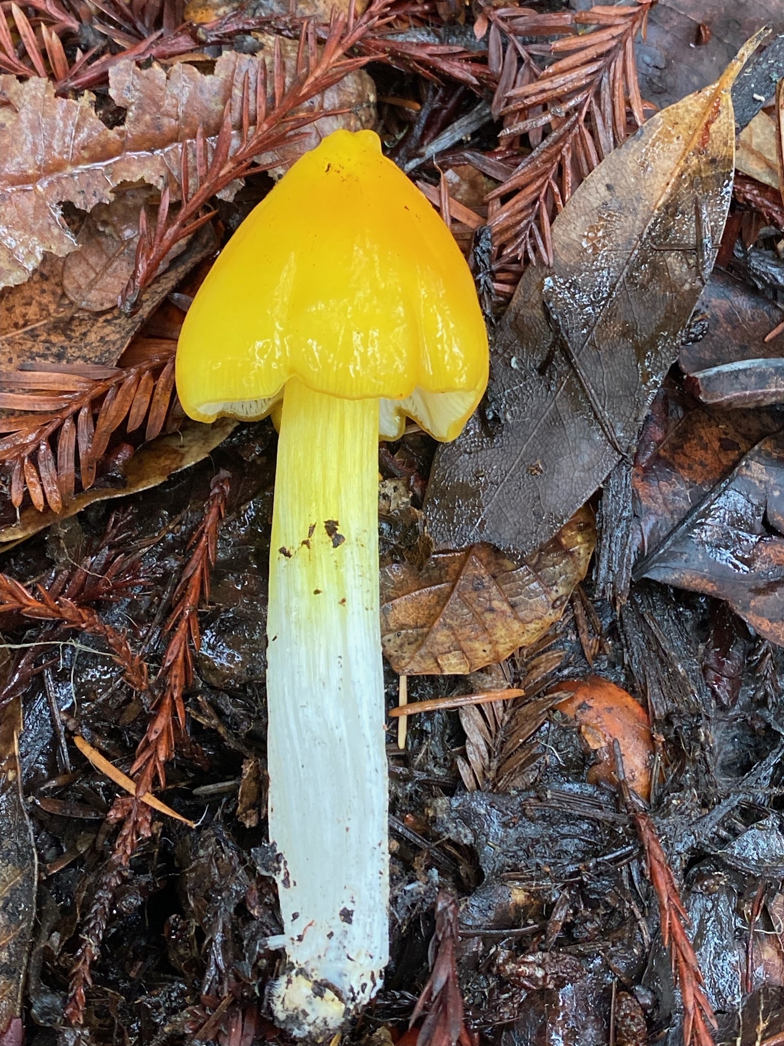 Hygrocybe acutoconica (Clem.) Singer