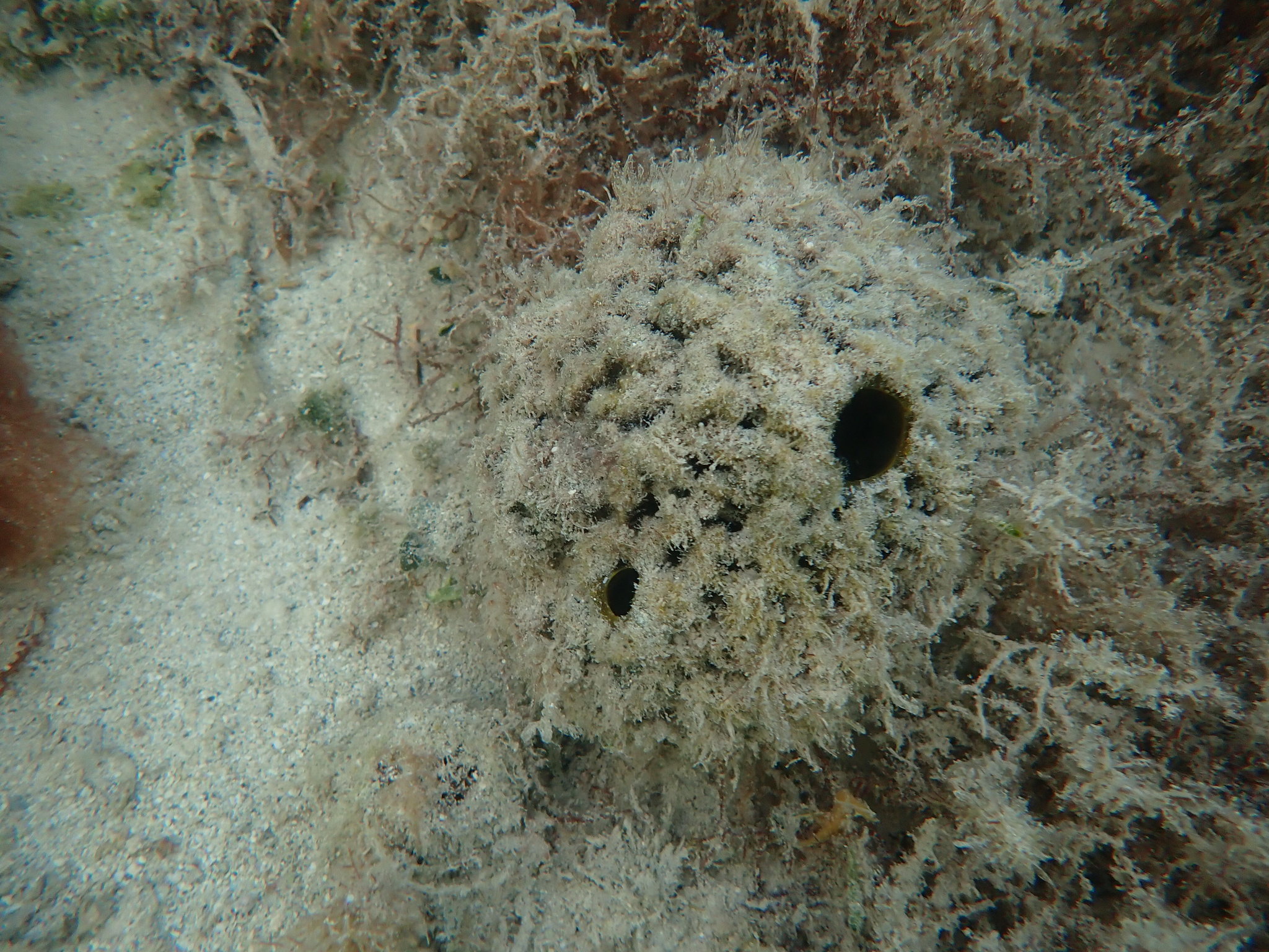 Tectitethya crypta (de Laubenfels, 1949)