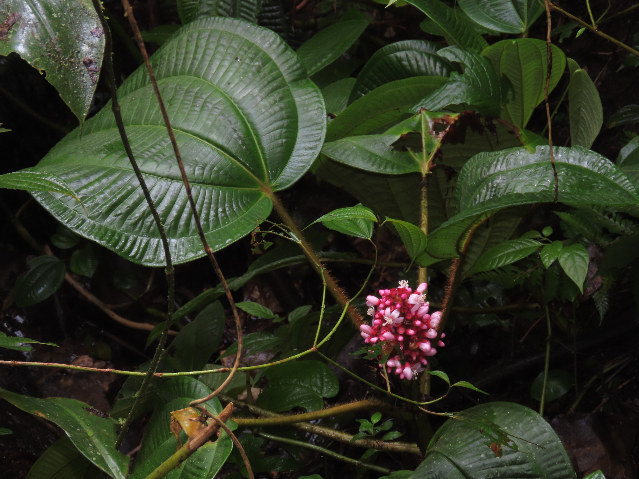 Miconia platyphylla (Benth.) L.O.Williams