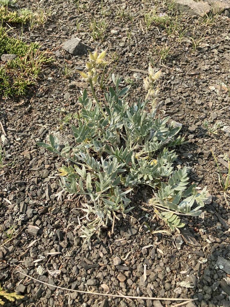 Showy Locoweed from Kananaskis, AB T0L, Canada on July 14, 2021 at 11: ...