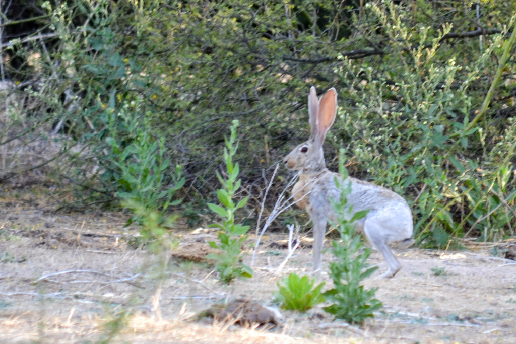 Antelope Jackrabbit from Hermosillo, Son., México on May 05, 2017 at 06 ...