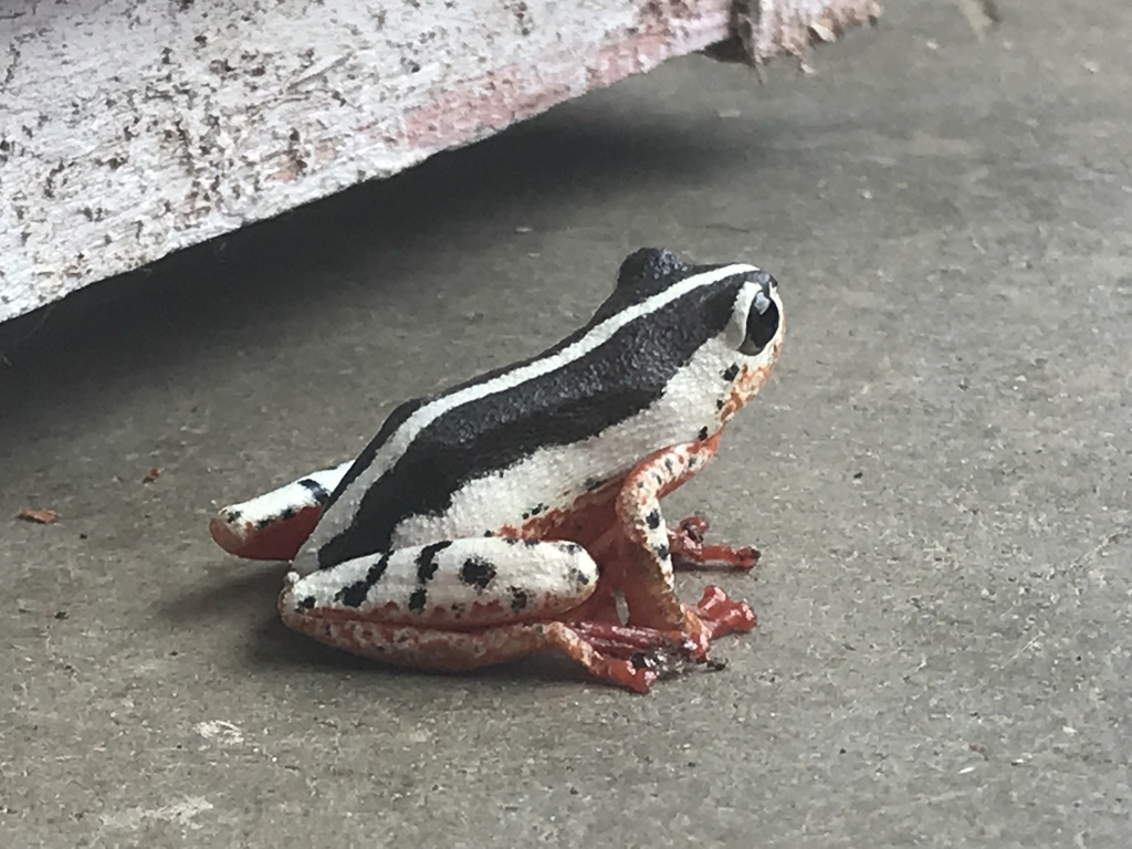 Margined Reed Frog in May 2018 by Nicole. My best attempt at starting ...