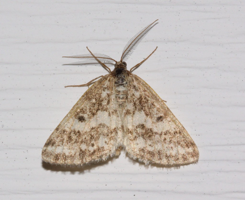 Powder Moth from Pabos, 17 rue Baie-Bleue Le Rocher-Percé, QC, Canada ...