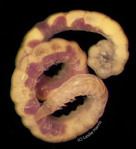 Genus Exogone · iNaturalist