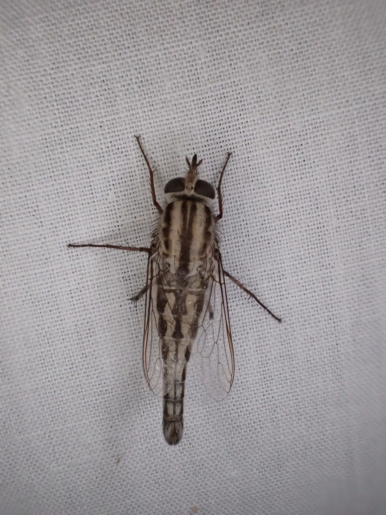 Flower-loving Flies from 30km E by N of Swan Reach, S. AUST on January ...