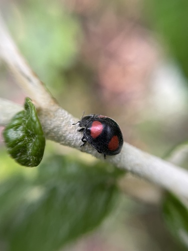 Epilachna approximata · iNaturalist
