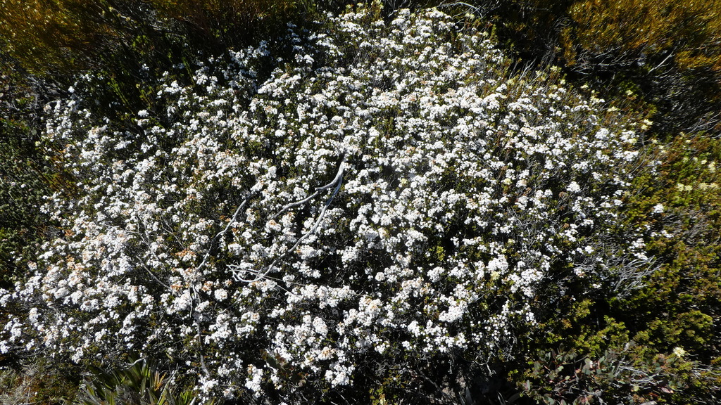 alpine heath from Mount Field TAS 7140, Australia on December 28, 2021 ...