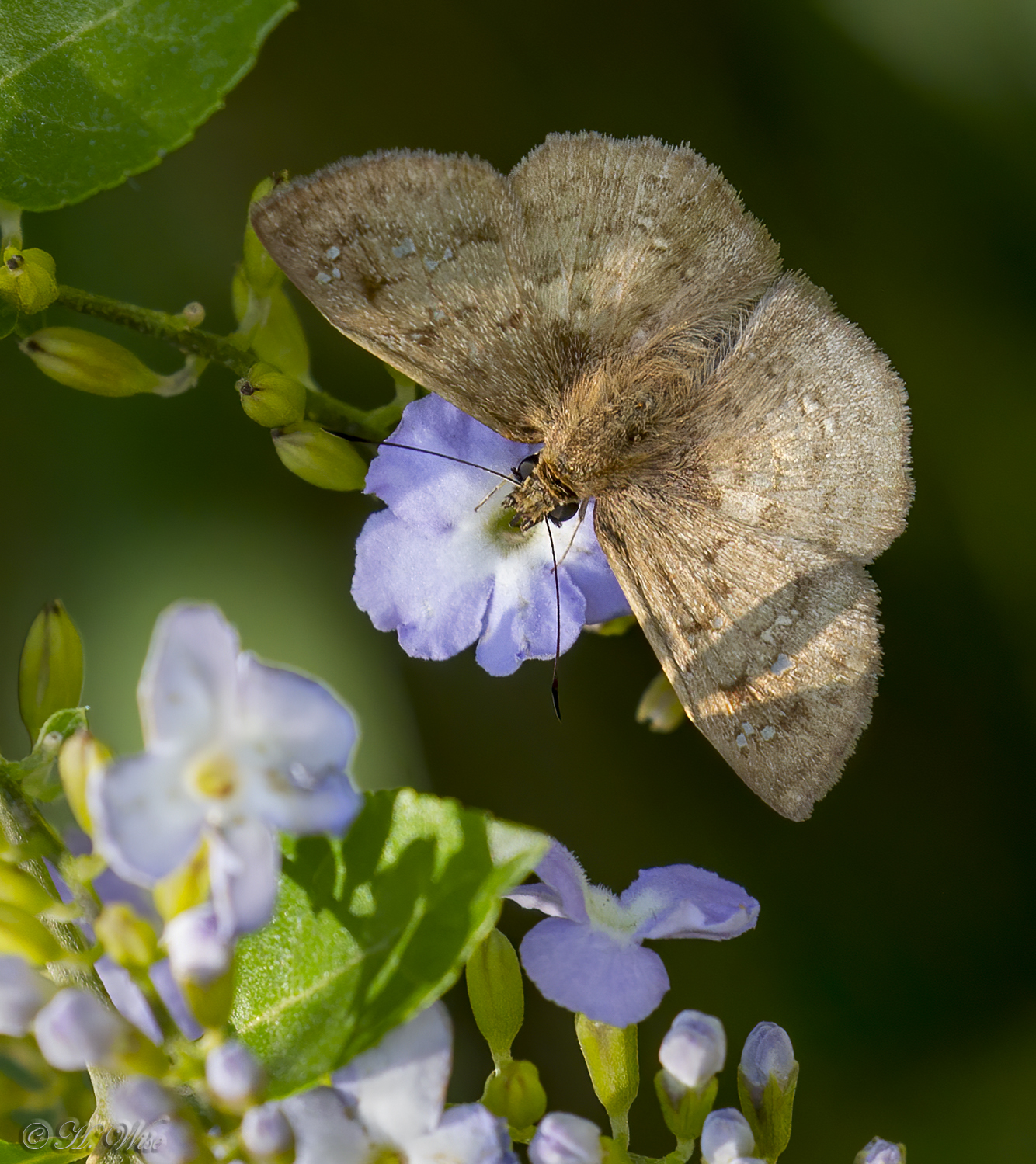 Carrhenes Godman & Salvin, 1895