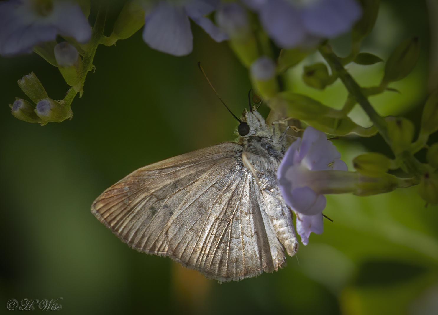 Carrhenes Godman & Salvin, 1895