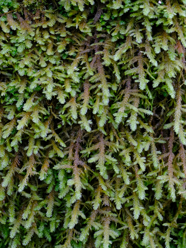 Douglas' Neckera Moss from Oak Bay, BC, Canada on January 05, 2022 at ...