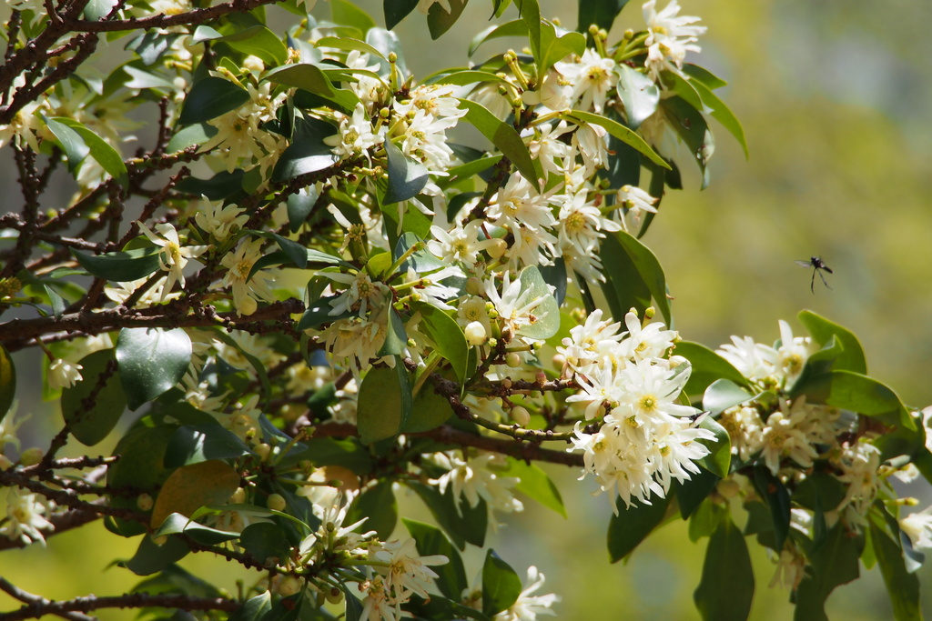 Japanese star anise (Illicium anisatum) - Botanical Realm