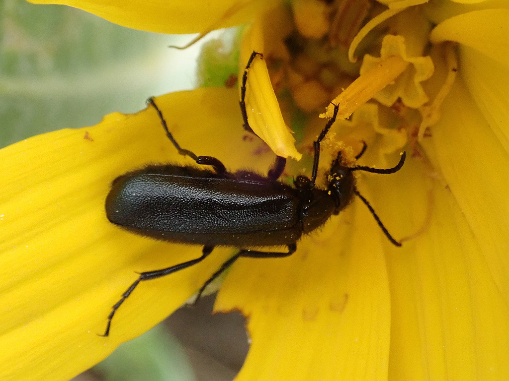 Epicauta puncticollis from Placer County, CA, USA on July 04, 2021 at ...