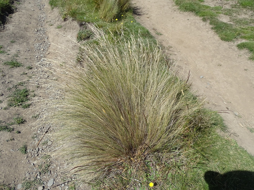 Hard Tussock from Tekapo, New Zealand on January 06, 2022 at 02:32 PM ...