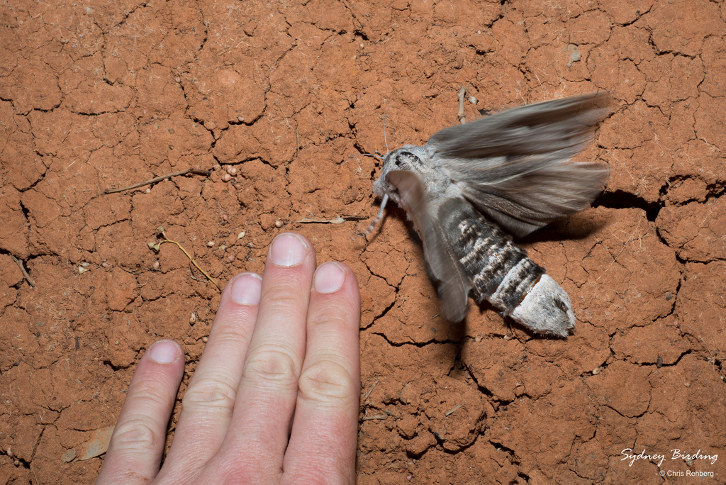 Giant Wood Moth from Tibooburra NSW 2880, Australia on December 29 ...