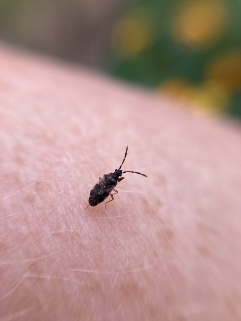 Dirt-colored Seed Bugs from French Ave, Edithvale, VIC, AU on January ...