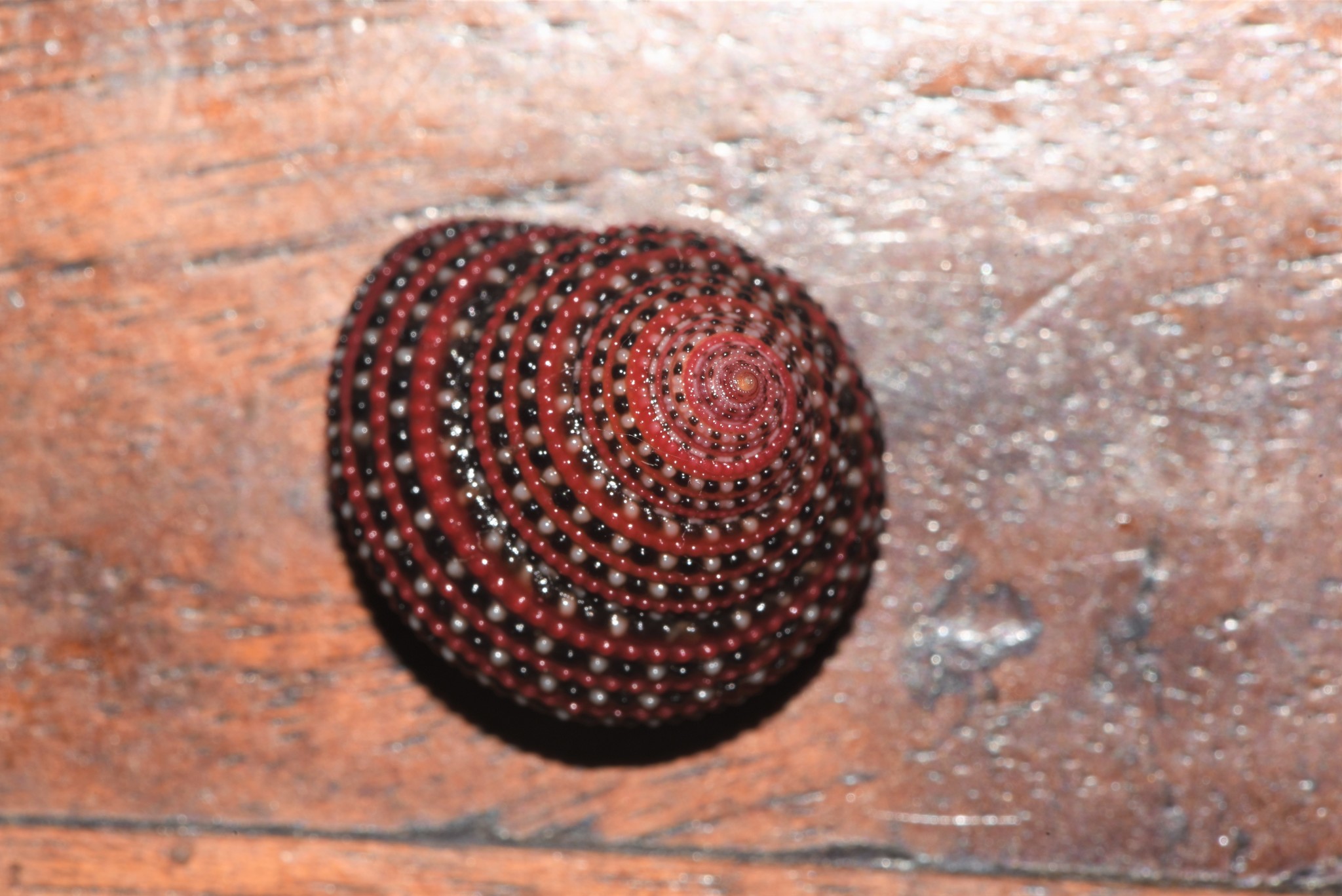 Clanculus pharaonius (Linnaeus, 1758)