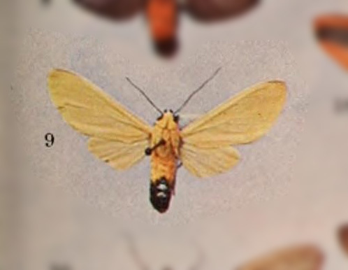 Ormetica xanthia · iNaturalist