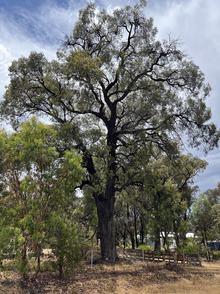 Red Ironbark from McDonald St, Rushworth, VIC, AU on January 06, 2022 ...