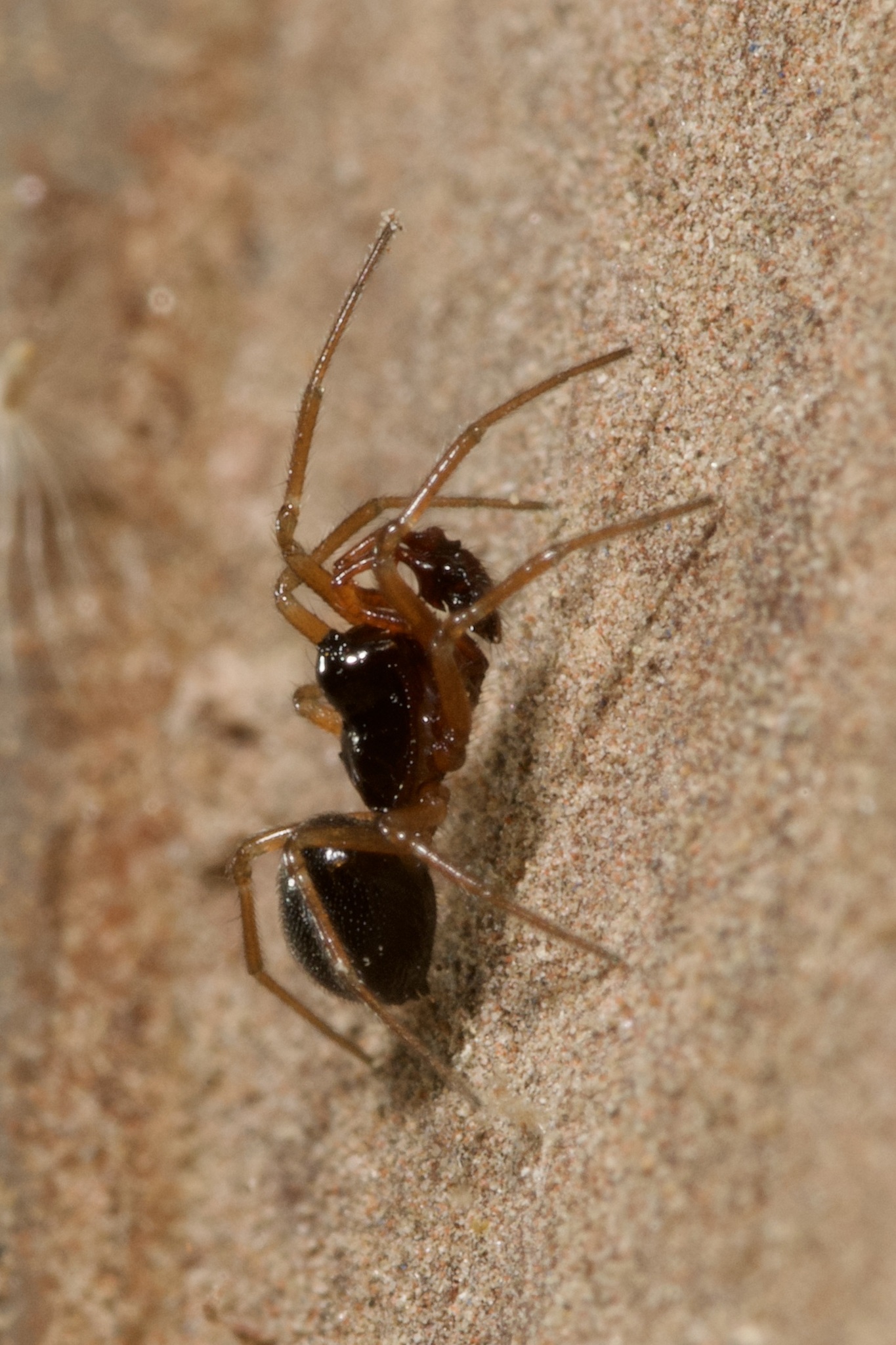 Erigone dentipalpis (Wider, 1834)