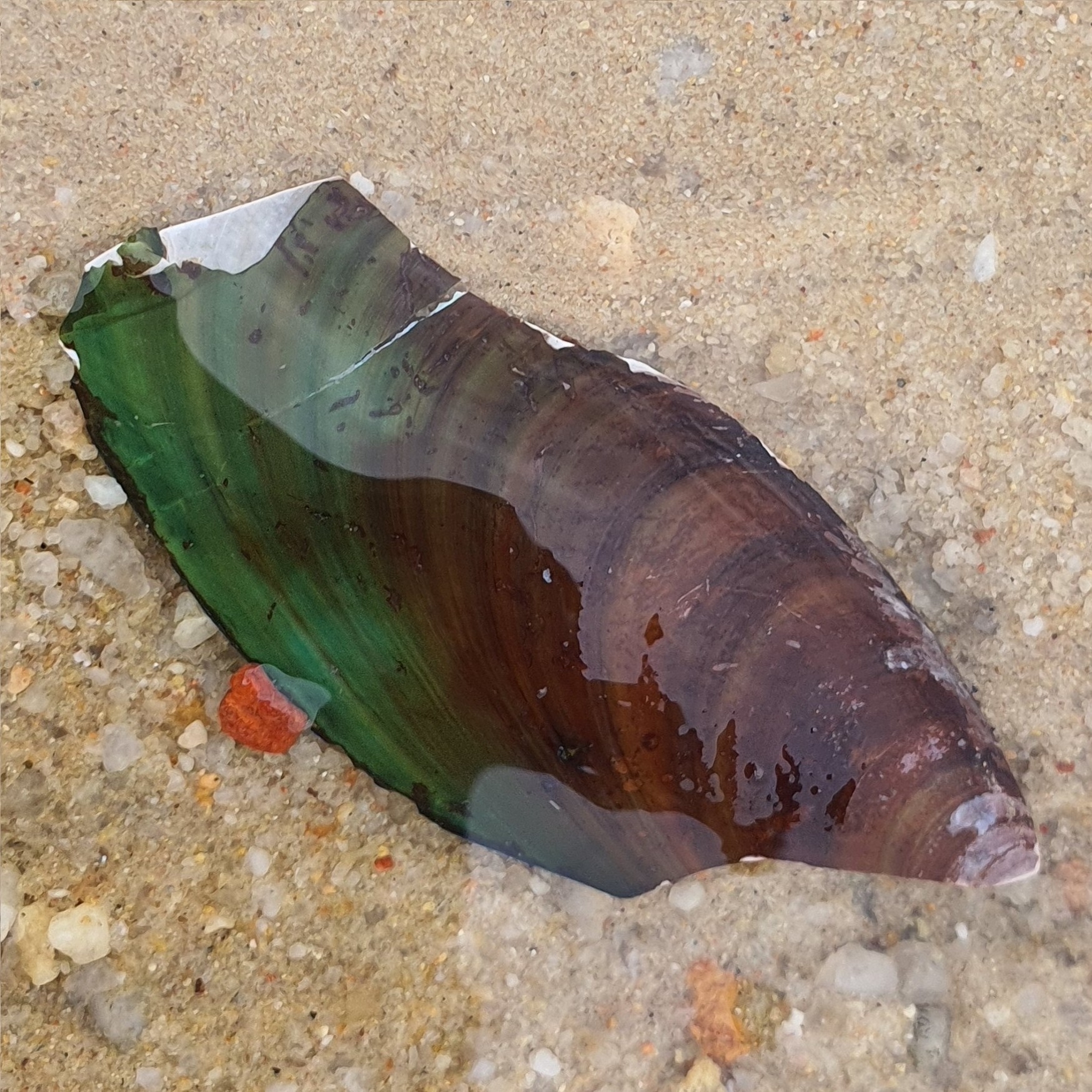 Perna viridis (Linnaeus, 1758)