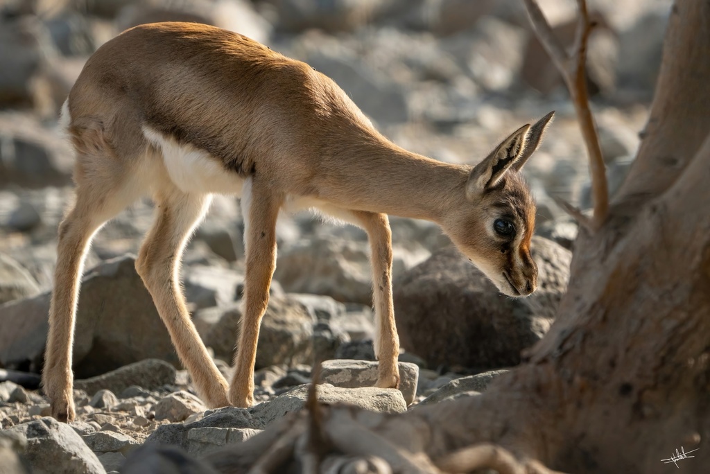 Arabian Gazelle (Gazella arabica) - Know Your Mammals