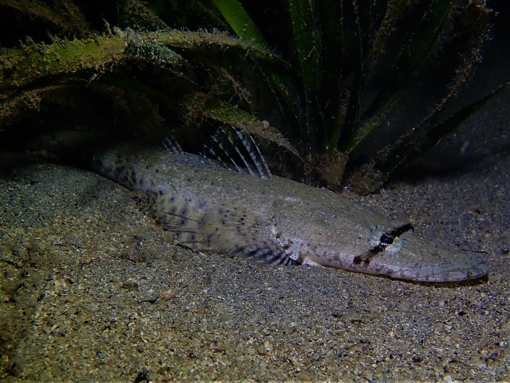 Longhead Flathead from Woodman Point groyne, Coogee, WA, Australia on ...