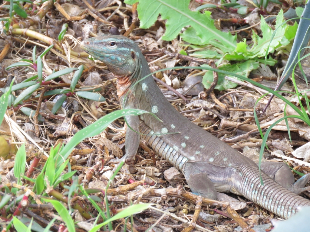 Laurent's Whiptail from Marie Pampoen, Willemstad, Curaçao on December ...